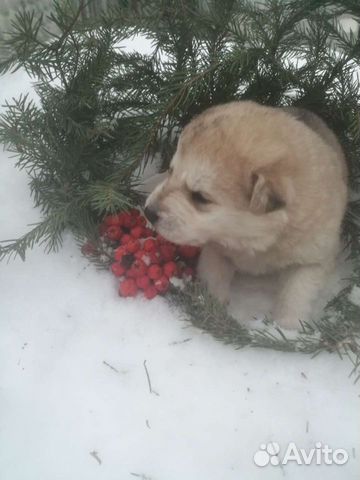 Задорные щеночки ждут своих хозяев