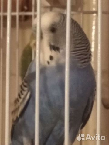 Попугайчики корелла, волнистый