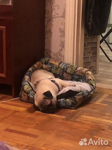 Щенок породы мопс