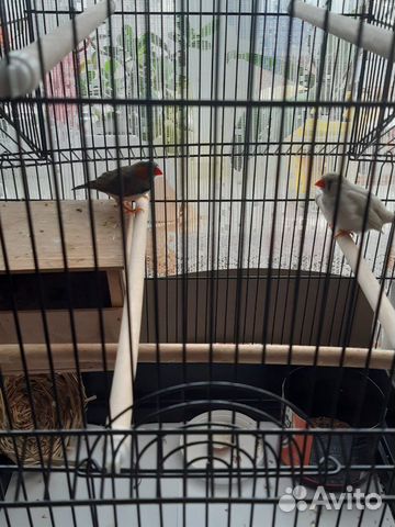 Пара амадинов