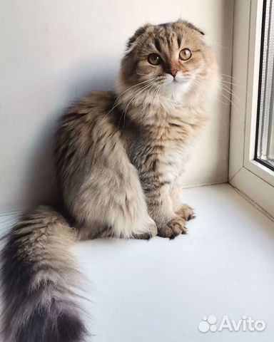 Ласкуля