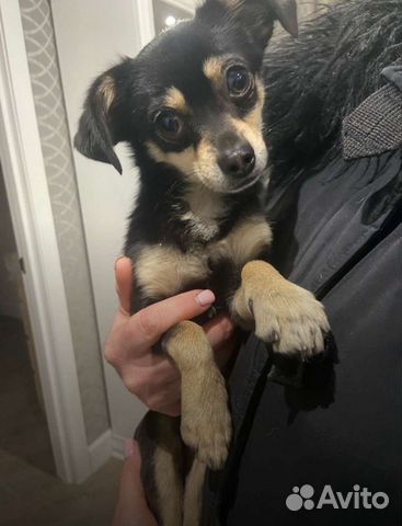 Чих смесь, мальчик