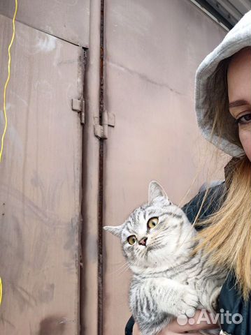 Кот в добрые руки