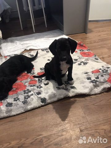 Щенки полукровки