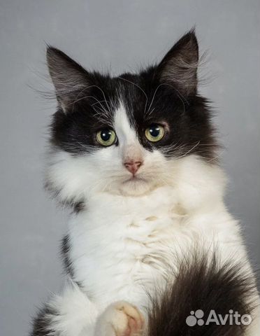 Очаровательный котенок Фома 4 месяца в добрые руки