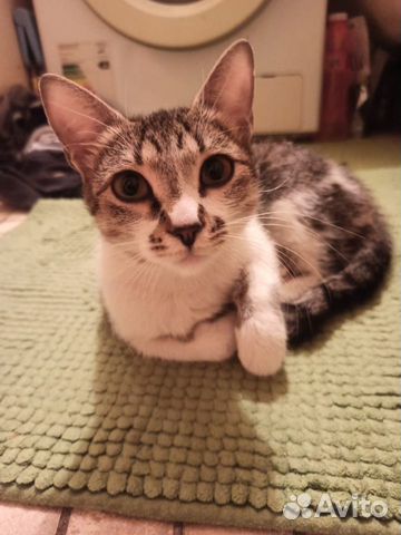 Кото-щенок Люси в добрые руки