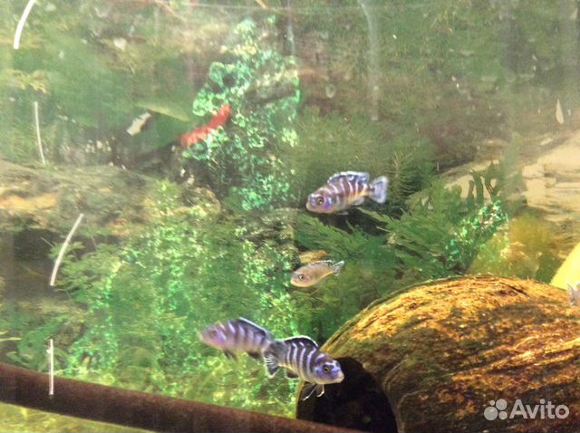 Аквариумные рыбки
