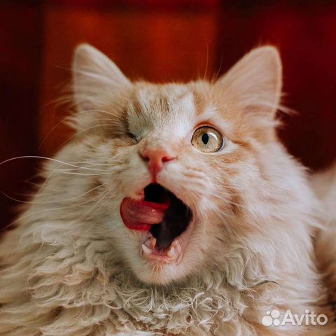 Львенок Мокко хочет домой