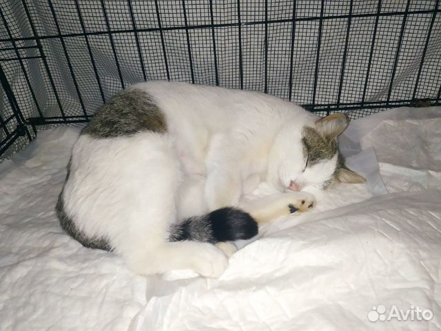 Ласковая кошечка очень хочет домой