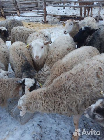 Телки,овцы козы кролики