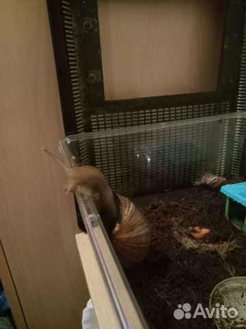 Улитки с террариумом