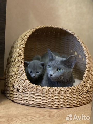 Котята русская голубая