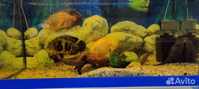 Аквариум с тумбой 200 литров