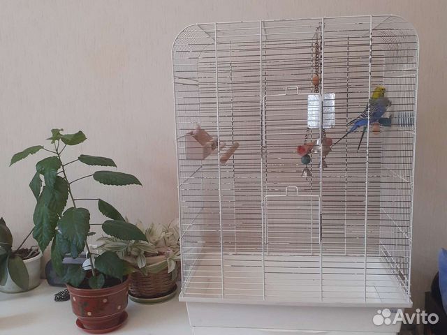 Попугаи волнистые (пара)