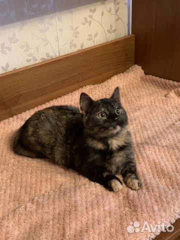 Котёнок Клео в добрые руки