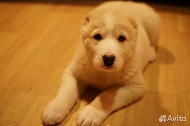 Щенки Среднеазиатской овчарки (алабай)