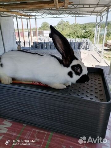 Кролики Немецкий Пёстрый Великан