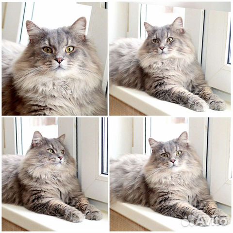 Котята, ласковый котик Никоша в дар