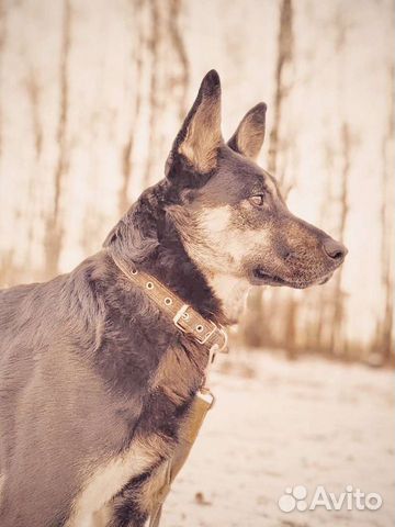 Активный и красивый Макс ищет дом