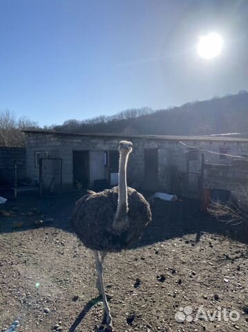 Продам страуса