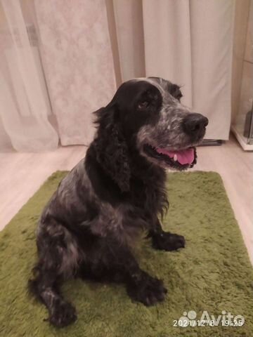 Русский охотничий спаниель