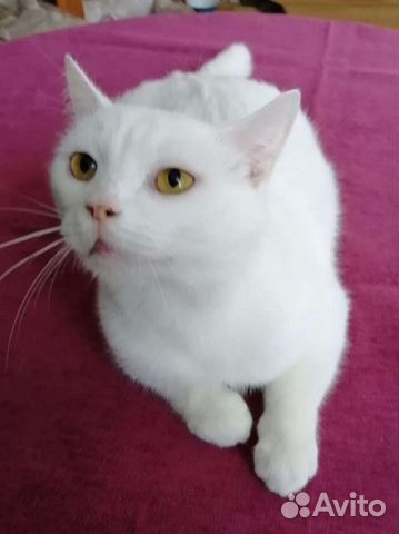 Айсик в добрые руки. Доставка