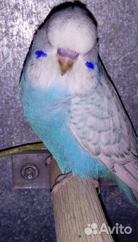 Птенчик, самечик, ввп,чех