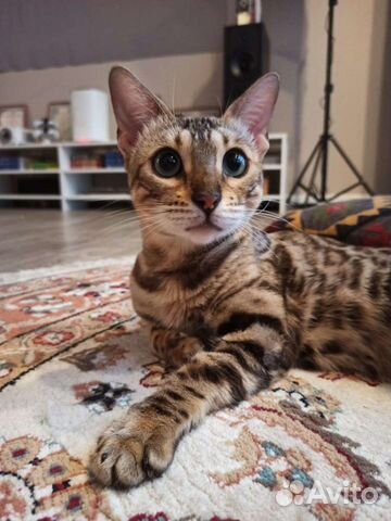 Бенгальская кошка