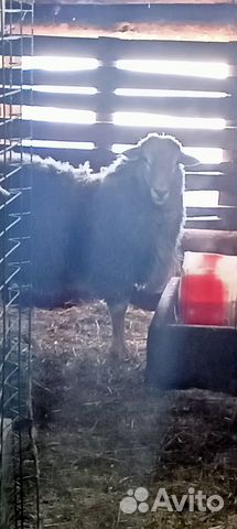 Продам барашка