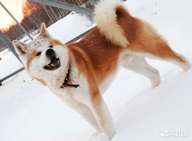 Акита ину вязка