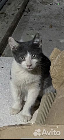 Крик души из подвала в беде котенок