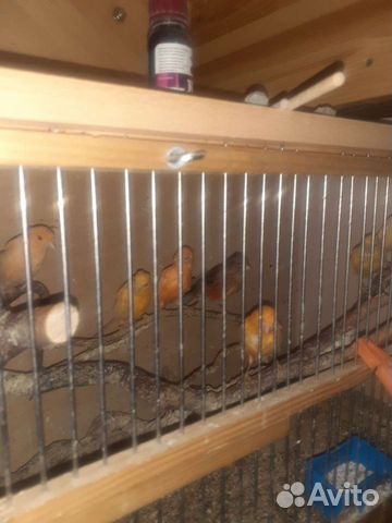 Кенора и канарейки