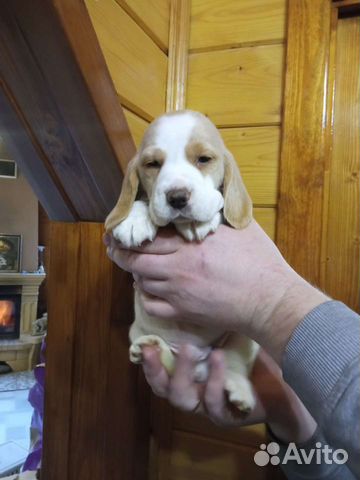 Бигль мальчики с документами