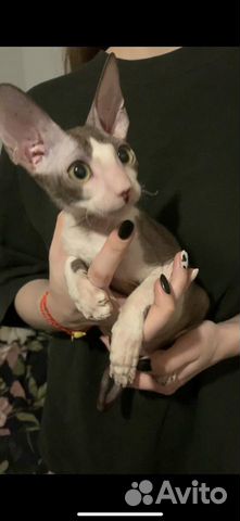 Корниш-рекс котенок кот