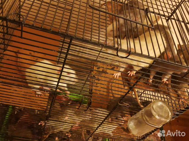 Крыса дамбо с клеткой