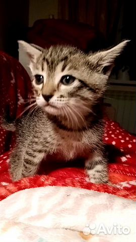 Ищем дом для котят