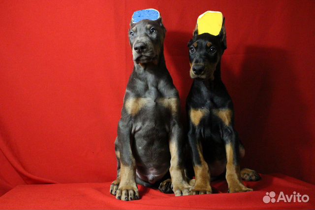 Такие как мы любим