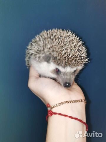 Африканский карликовый ежик мальчик +клетка+миски+