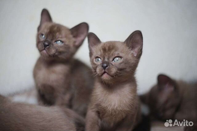 Бурманские котята