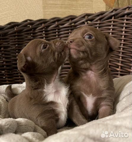 Чихуахуа шоколадики