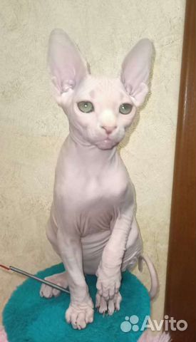 Канадский сфинкс котенок