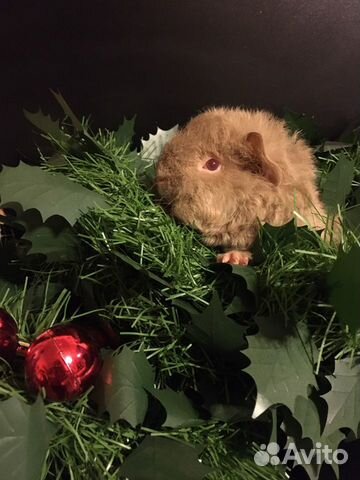 Морская свинка, Тексель