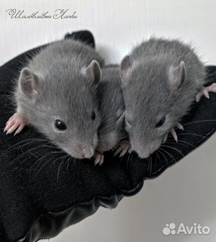 Крысята девочки и один мальчик