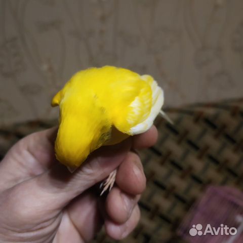 Кенары молодые с клетками