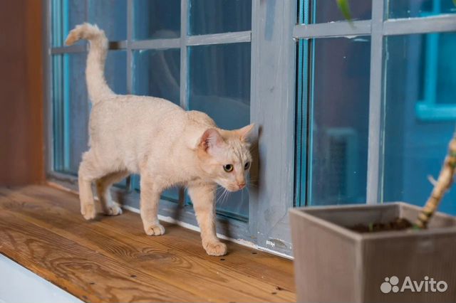 Отдам кота в добрые руки