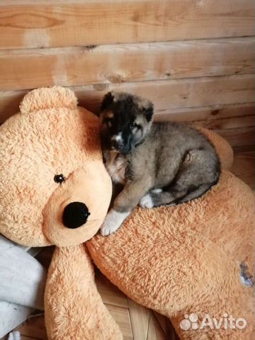 Щенок кавказец 3 месяца