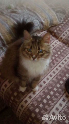 Ласковая пушистая почти сибирячка в дар