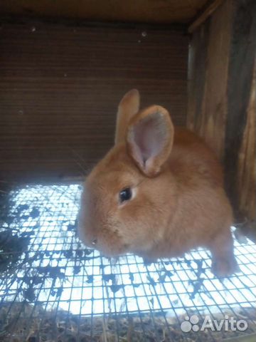 Кролики породы нзк