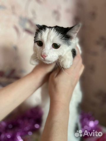 Отдам котика Шанса