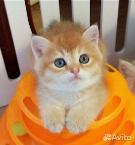 Золотая шиншилла